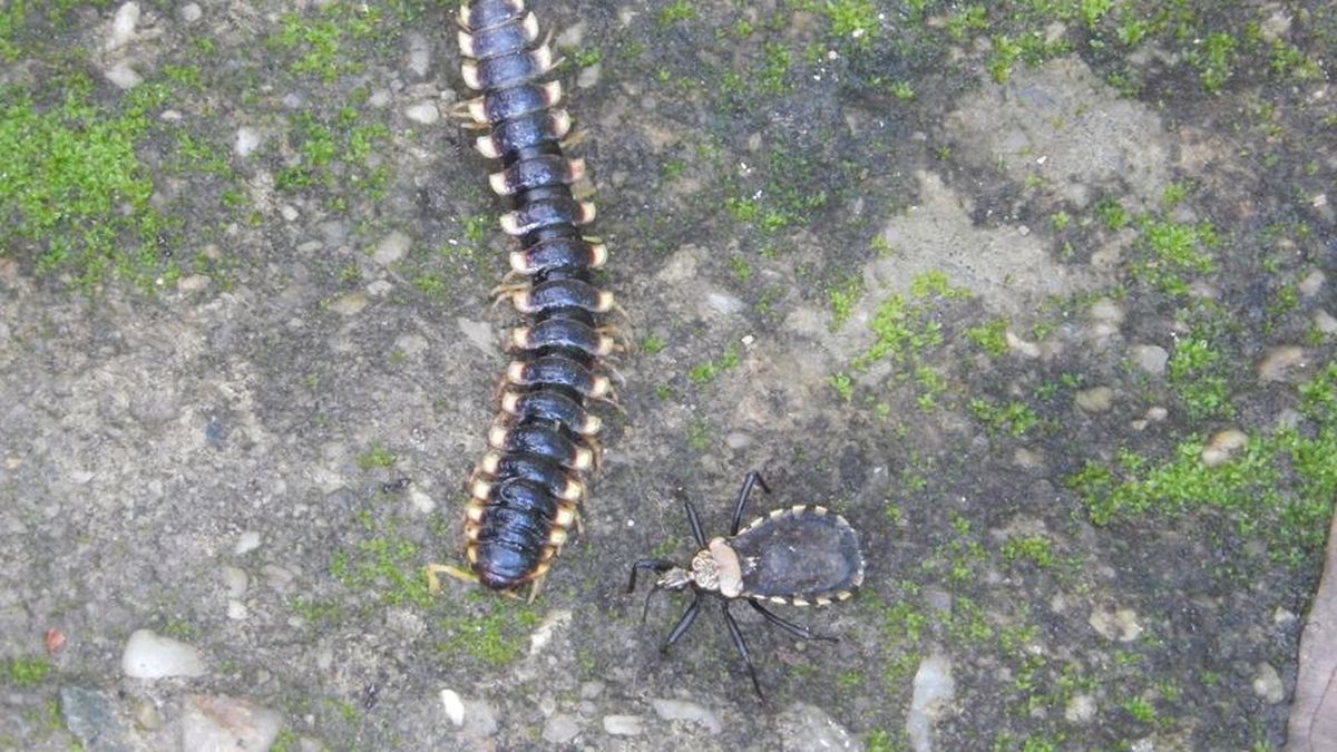 Científicos chinos hallan el antídoto contra el veneno de ciempiés