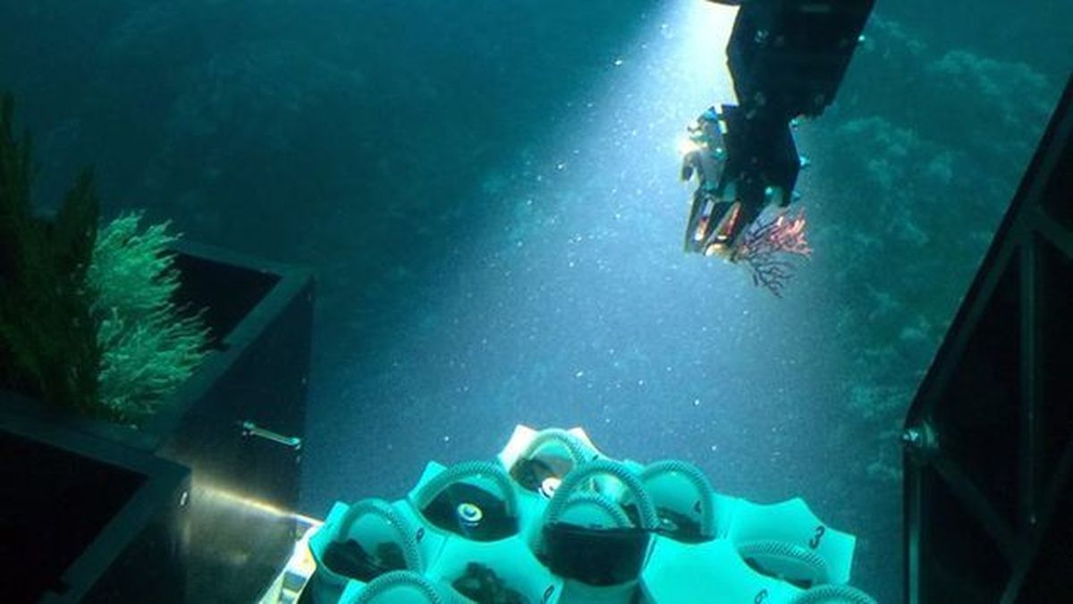 Descubren nueva especie de coral blando en Coiba