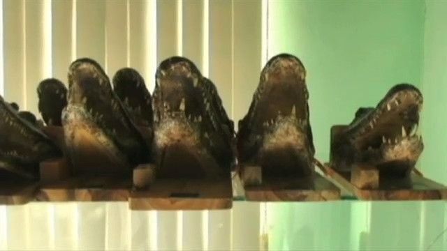 Carne de caimán, uno de los atractivos culinarios del Pantanal de Brasil