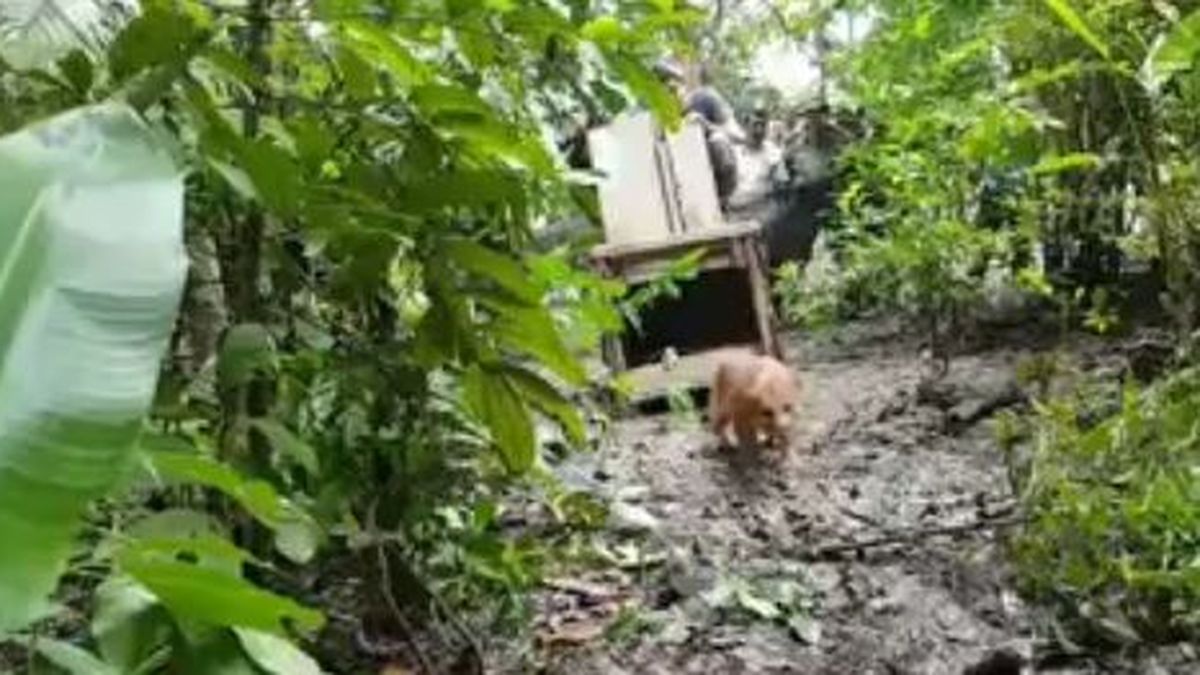 Puma que llegó nadando hasta La Palma de Darién es liberado en La ...