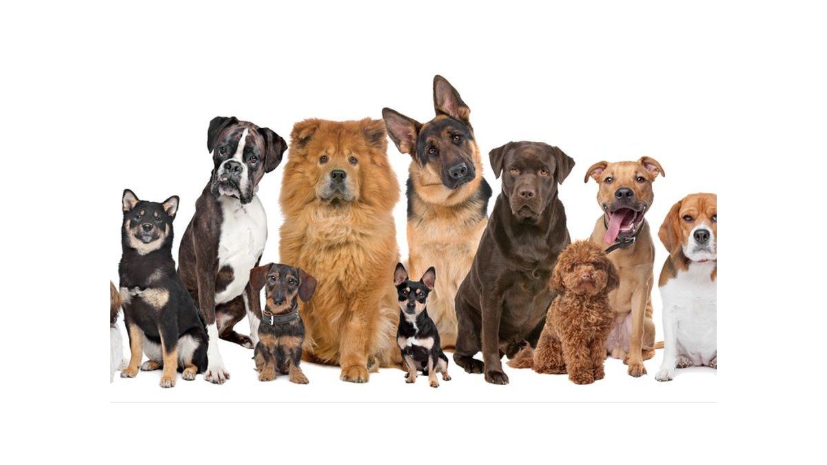 Reconocen dos nuevas razas de perros