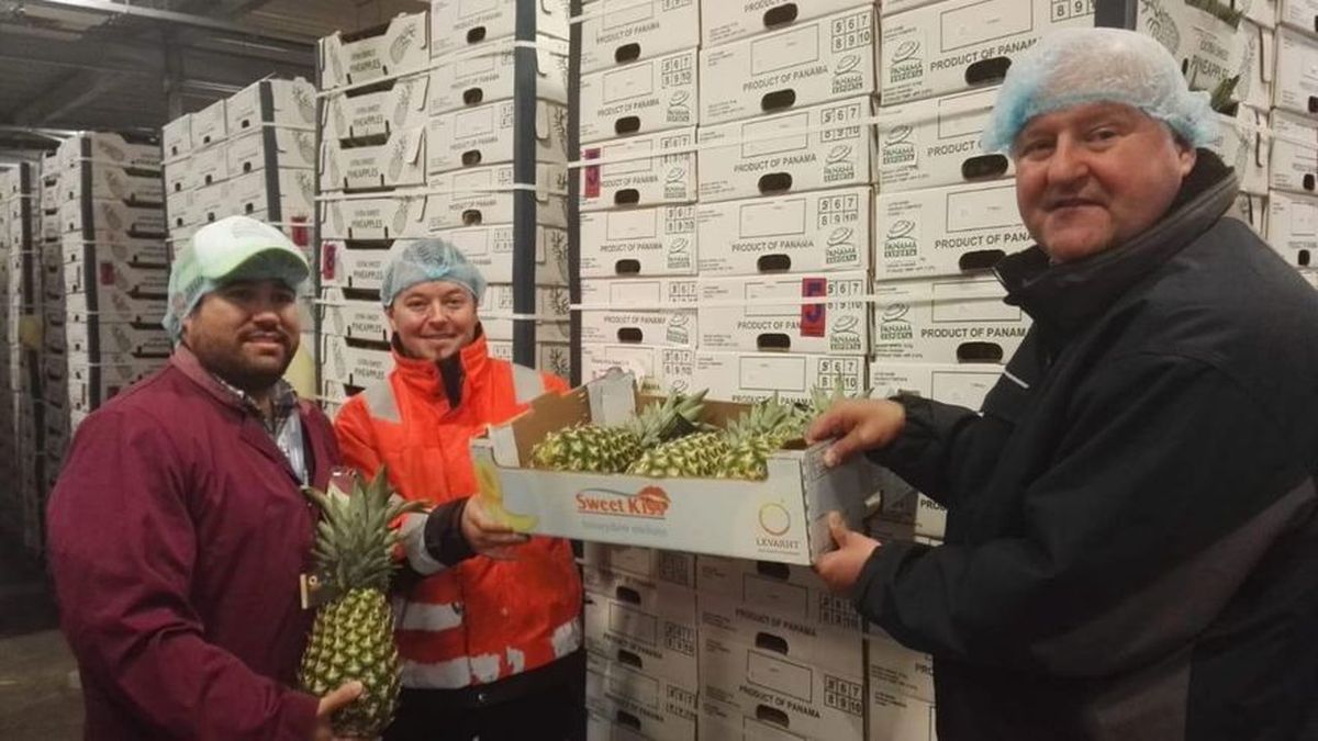 Primera exportación directa de piña panameña llega a puerto de Rotterdam