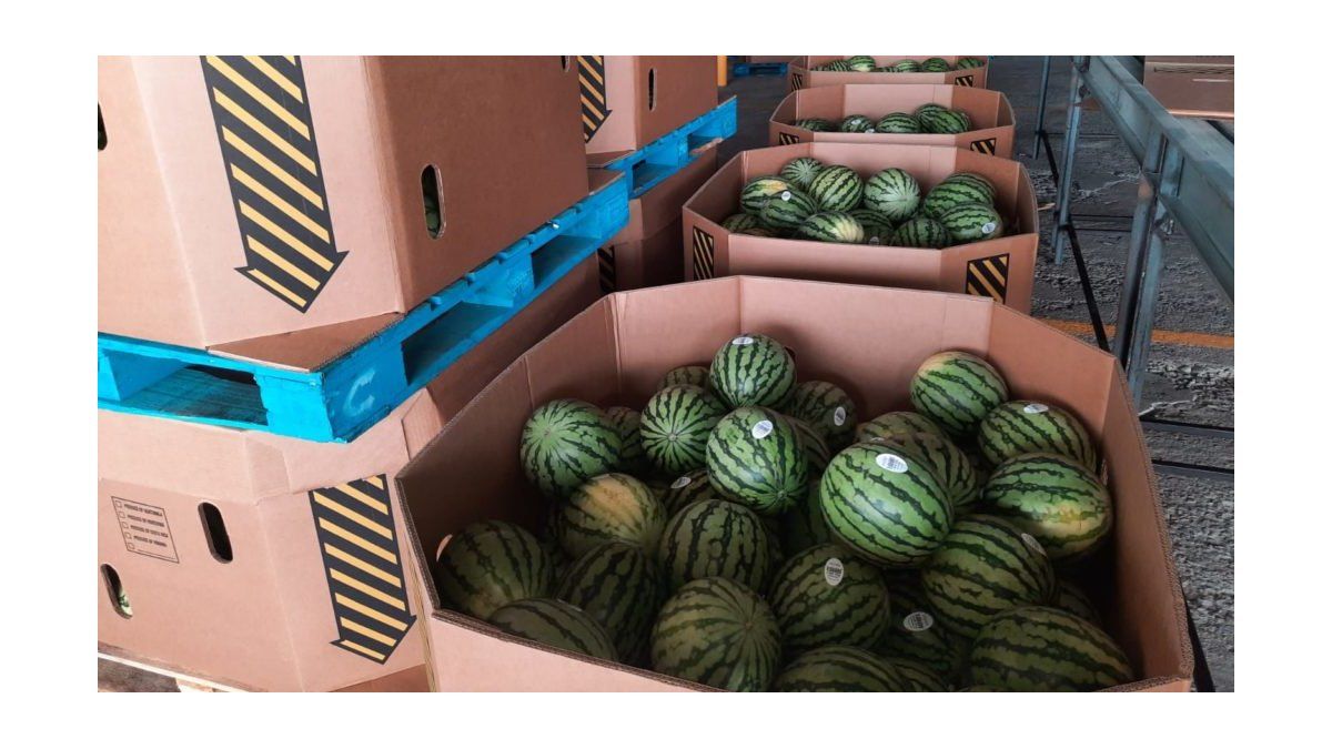 Contenedores de sandías cultivadas en Panamá, parten a USA y Europa