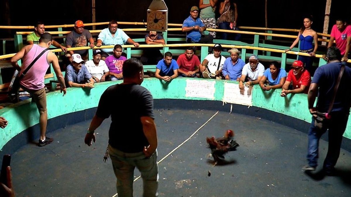 Protagonistas de El Gallero