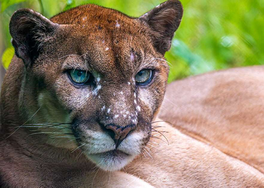Alcaldía de Panamá invita a la ciudadanía a visitar al puma Baruma en ...