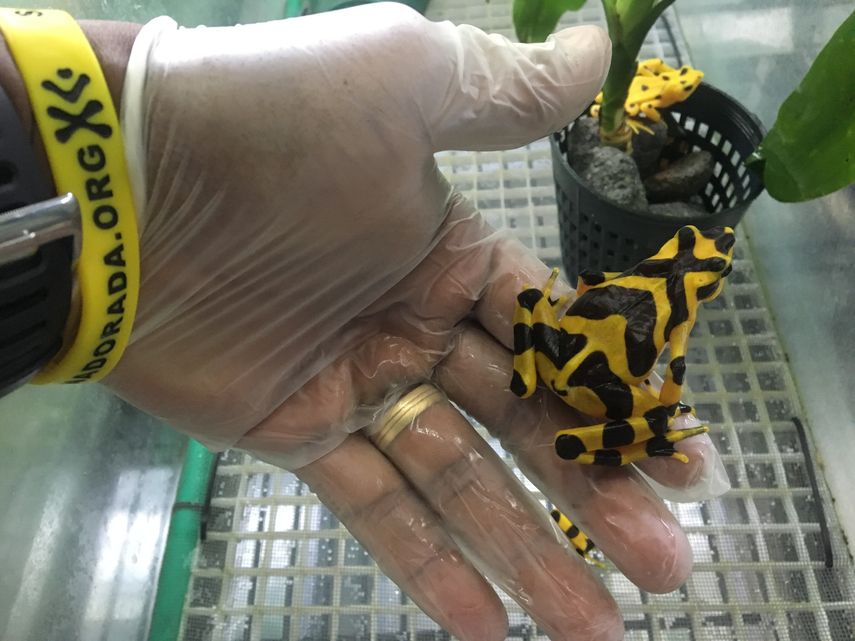 XIII Festival de la Rana Dorada: ¿Cuándo será y qué actividades tendrá?