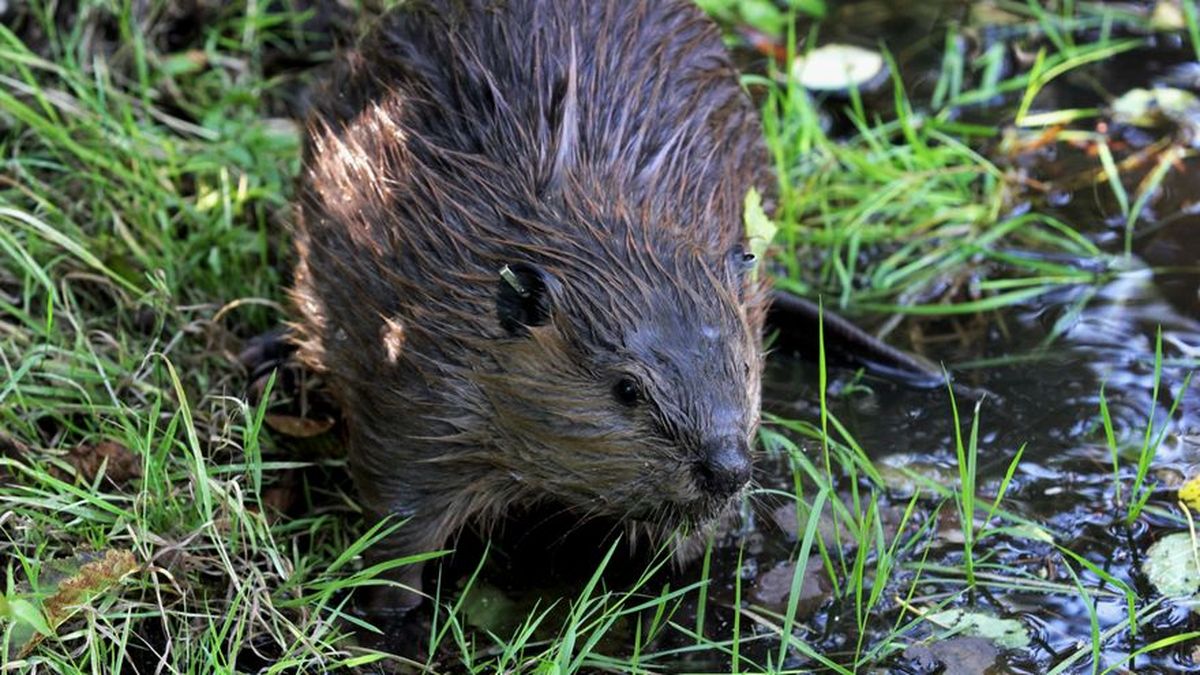 Especies invasoras, una amenaza a la biodiversidad mundial