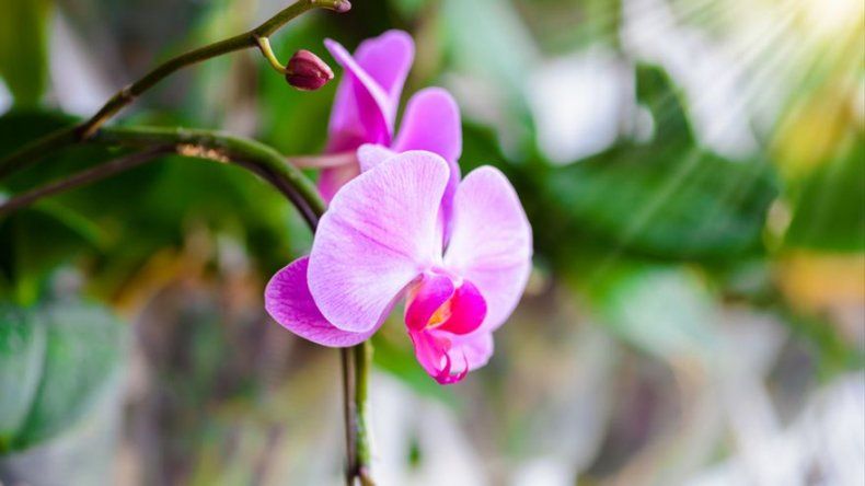Perú crea reserva natural privada con 41 especies de orquídeas en la ...