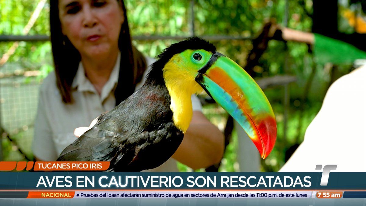 TR Verde: Tucán arcoíris, una especia amenazada