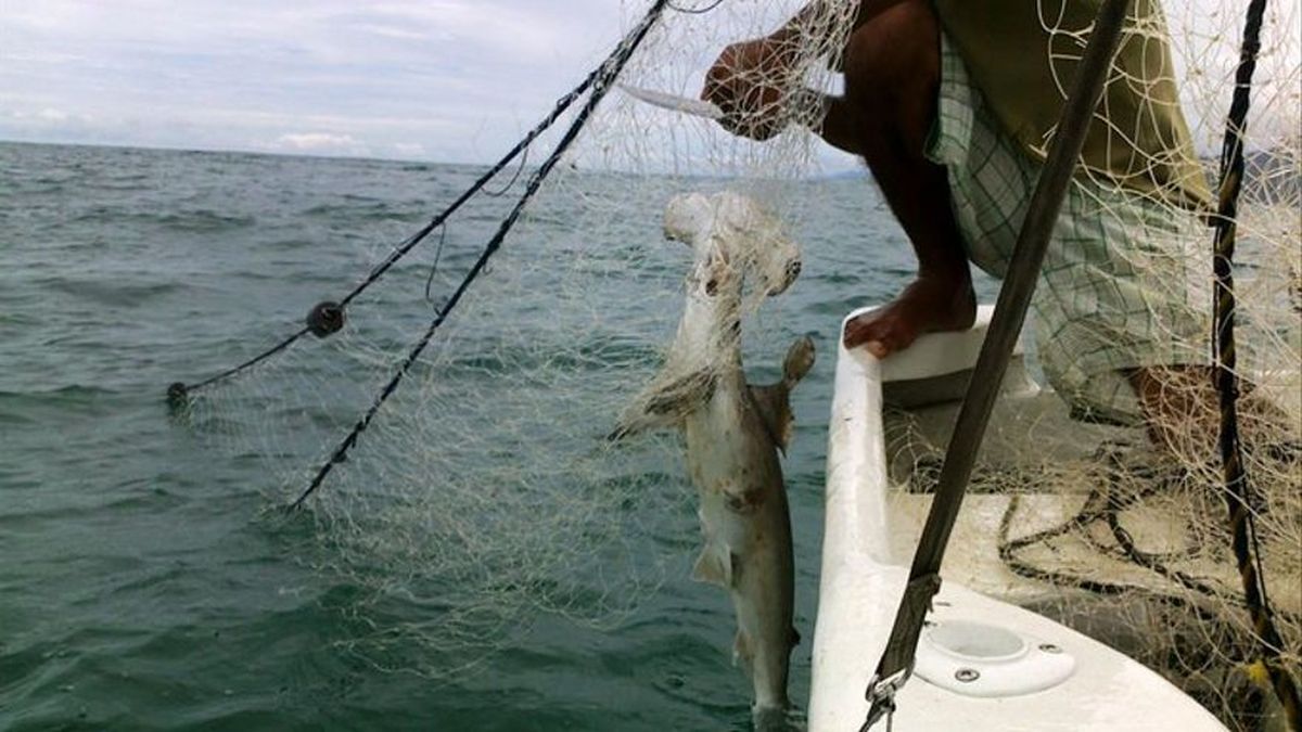 ARAP investiga pesca de tiburón martillo en Playa Farallón