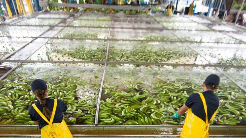 Sector bananero de Costa Rica destaca resultados pese a dificultades en ...