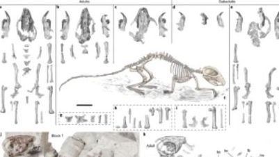 Los mamíferos de la época de los dinosaurios tenían comportamiento social