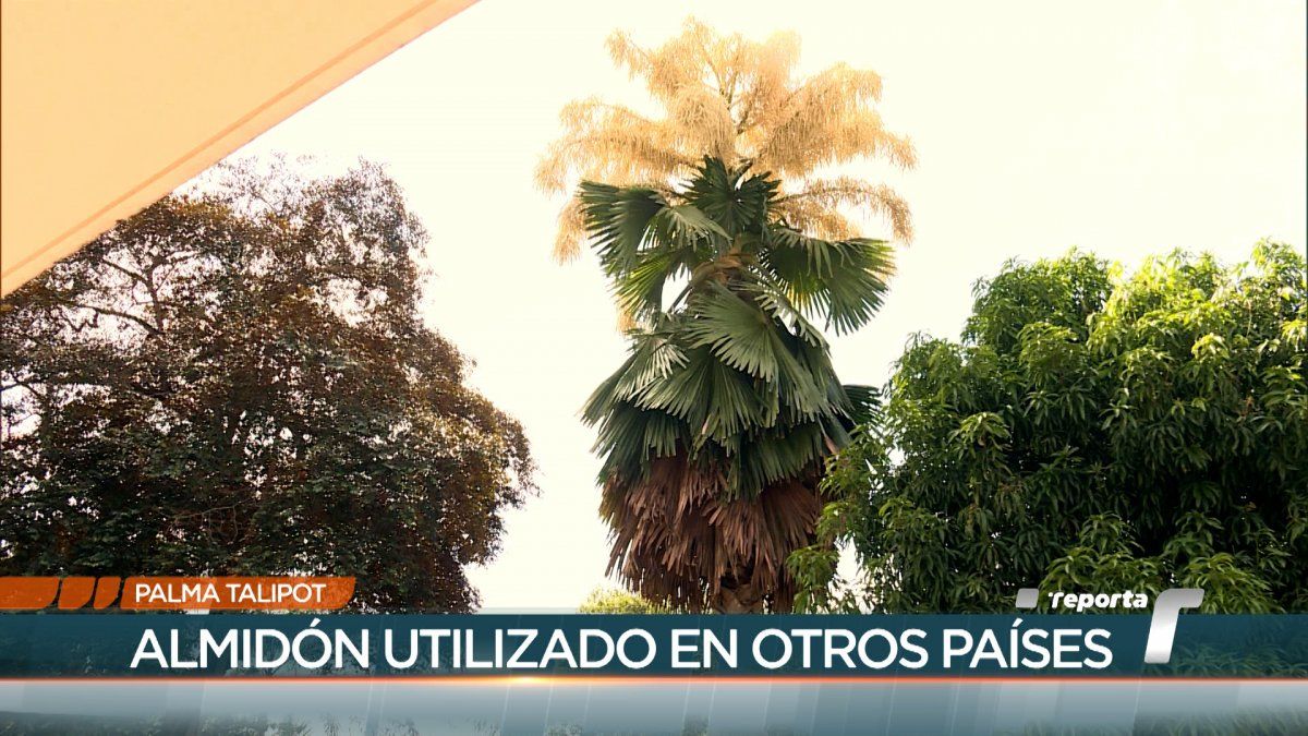 Palma talipot genera curiosidad por su ciclo de vida