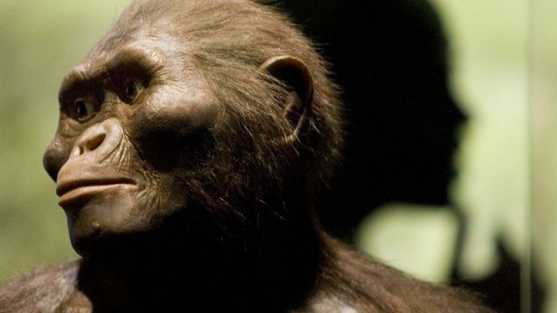Lucy, el fósil más famoso, murió tras caerse de un árbol