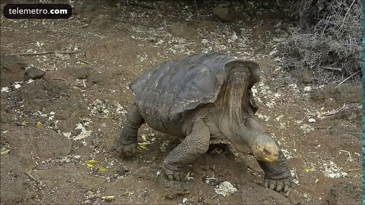 Diego, la tortuga súper macho que salvó a su especie en las Galápagos