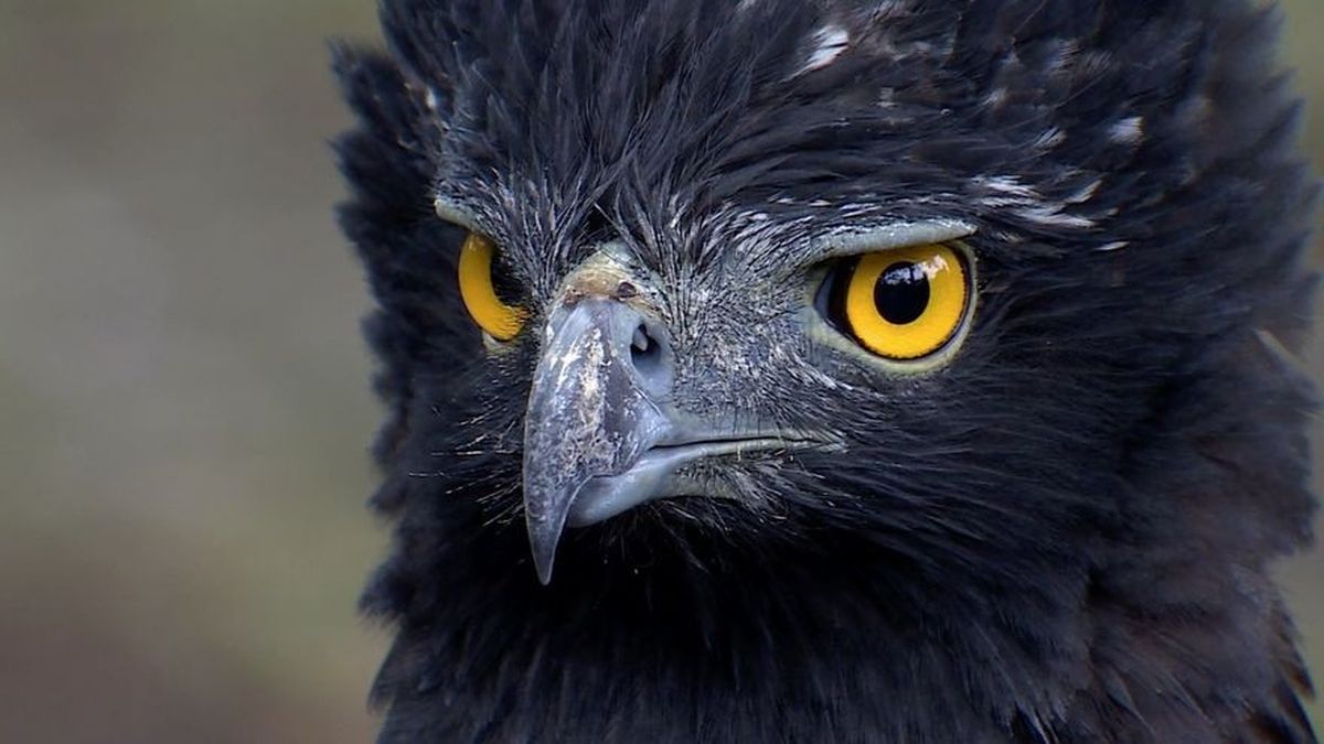 TR Verde: Cetrería para rehabilitar aves rapaces