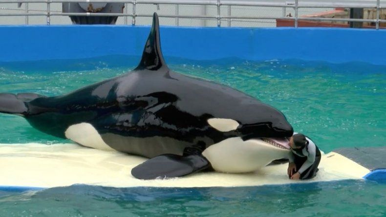 Lolita, una orca del acuario de Miami recibe protección oficial