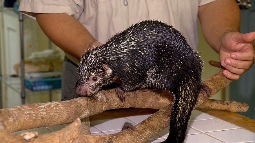 Cara De Cuerpo Espin