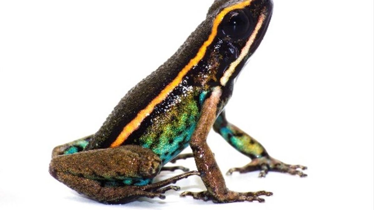Descubren nueva especie de rana venenosa en la Amazonía peruana