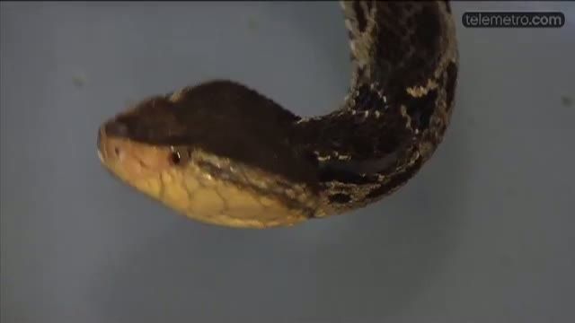 En Panamá existen más de 145 especies de serpiente, 4 son las peores
