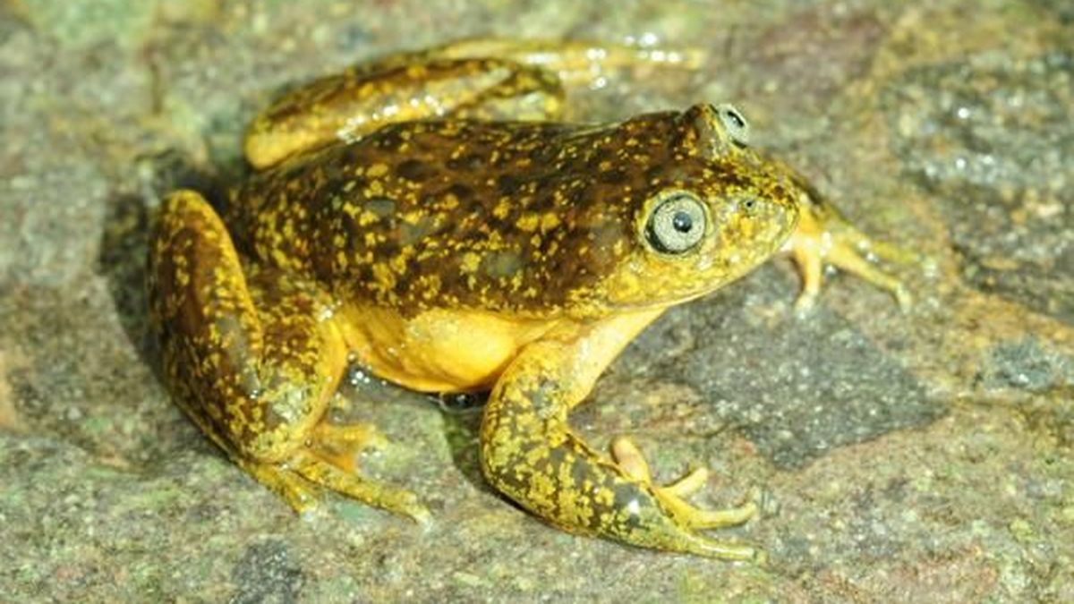 Descubren nueva especie de rana acuática en los andes peruanos