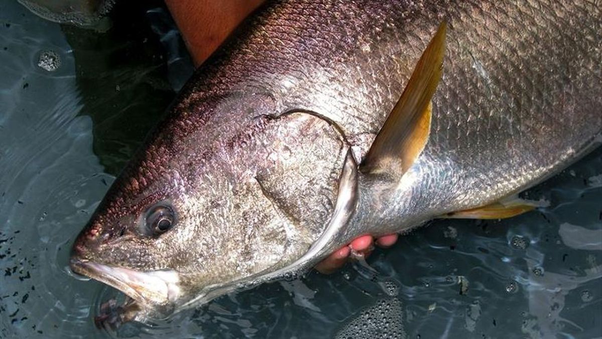 Científicos chilenos descubren un método para mejorar el cultivo de corvina