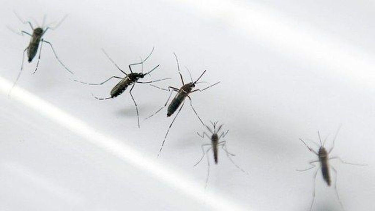 Gobierno panameño aprueba partida millonaria para prevenir el dengue Gobierno panameño aprueba partida millonaria para prevenir el dengue