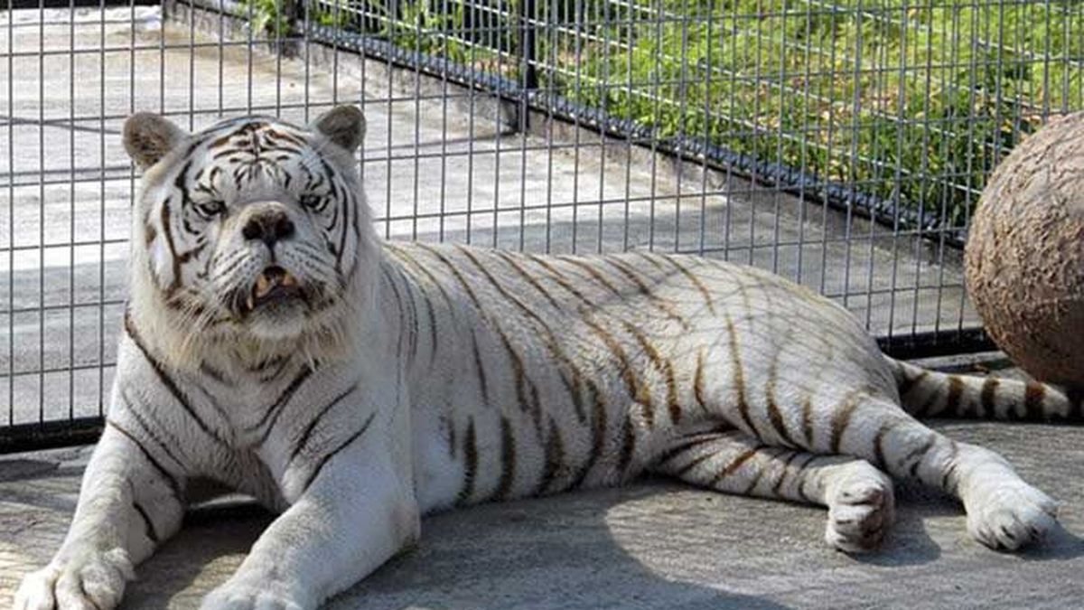 Conoce la historia de Kenny, un tigre con Síndrome de Down