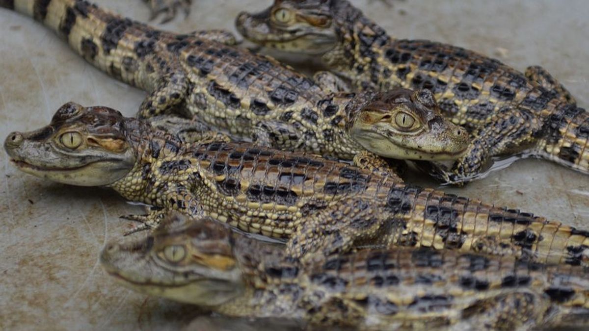 La contaminación amenaza a los caimanes que sobreviven en Río de Janeiro