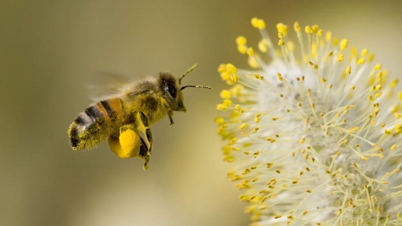 EEUU: Pérdidas de abejas bajan de “horribles a malas”