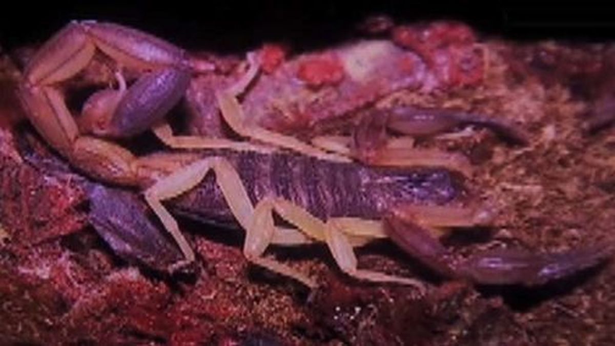 El alacrán Tityus Cerro Azul, su ataque puede ser mortal