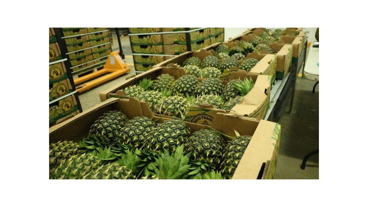 Panamá envía su primer contenedor de piña hacia China