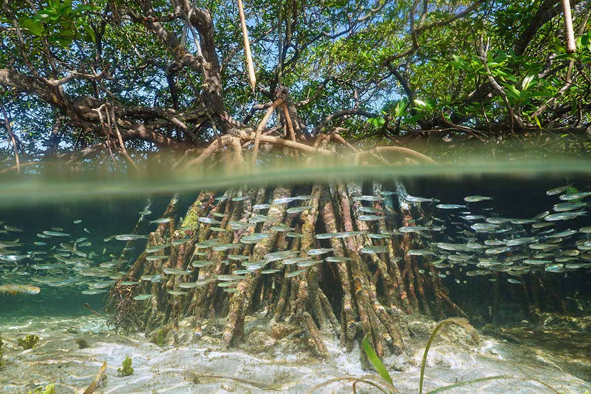 Día del Manglar: ¿Sabías que existen más de 10 especies de manglar en Panamá?