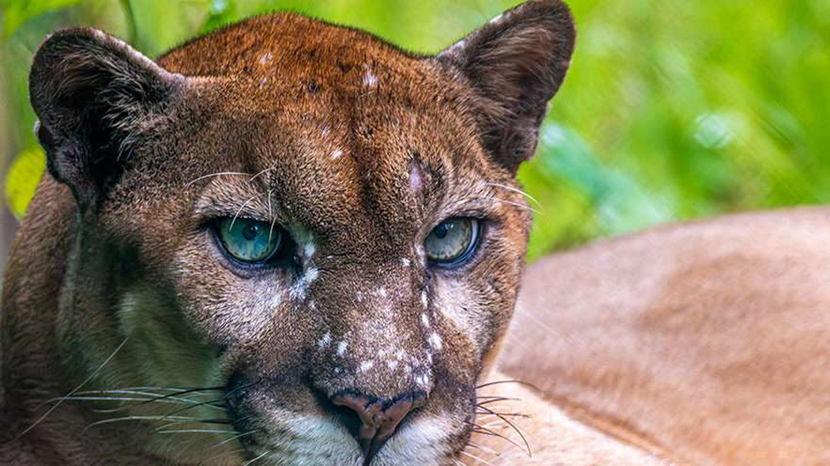 Alcaldía de Panamá invita a la ciudadanía a visitar al puma Baruma en ...