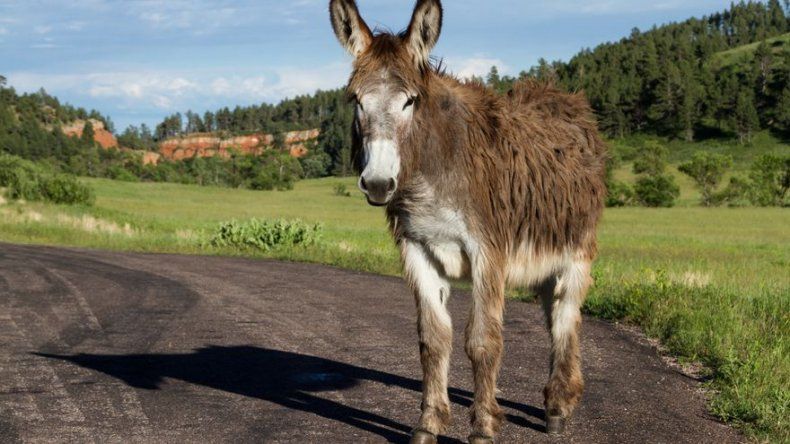 Un futuro como mascotas o terapeutas para los burros de Miranda