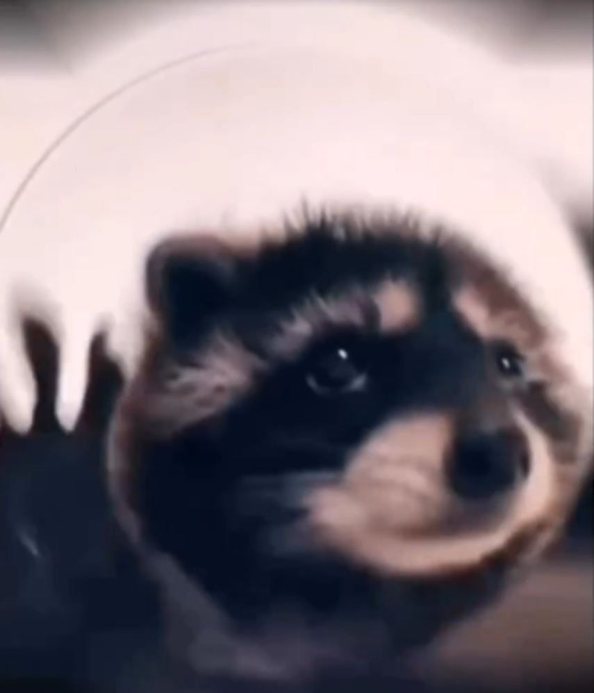 Pedro Trend: ¿De dónde viene el trend del mapache?