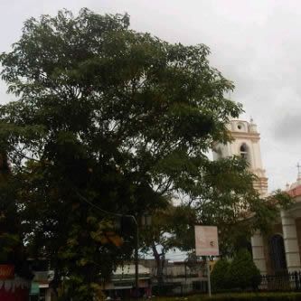 La historia del roble del Parque Unión de Chitré