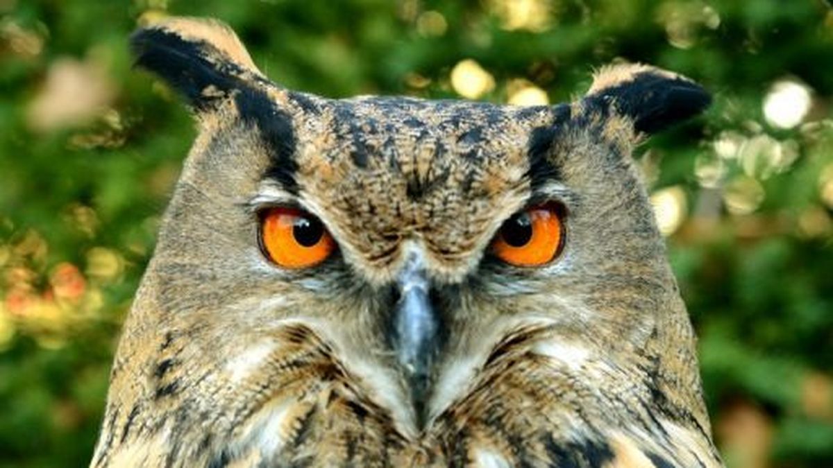 Descubren cómo el búho puede rotar casi por completo su cabeza