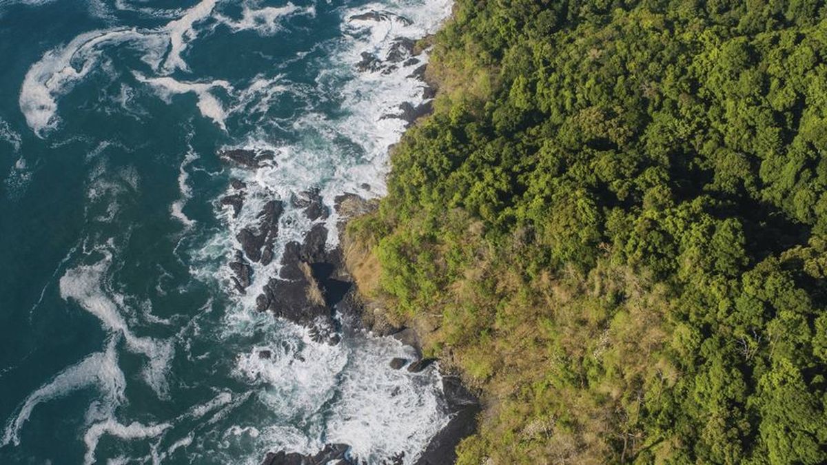 Panamá mostrará recuperación de bosques gracias a estrategias verdes