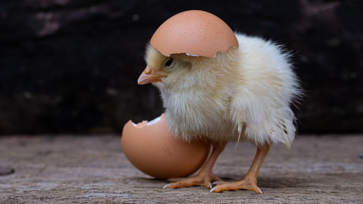 ¡Por fin! Científicos responden quién nació primero el huevo o la gallina