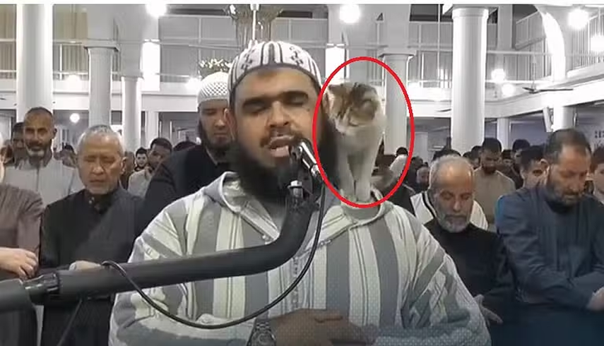 ¡Una ternura! Gato interrumpe oración de un jeque por Ramadán para ...