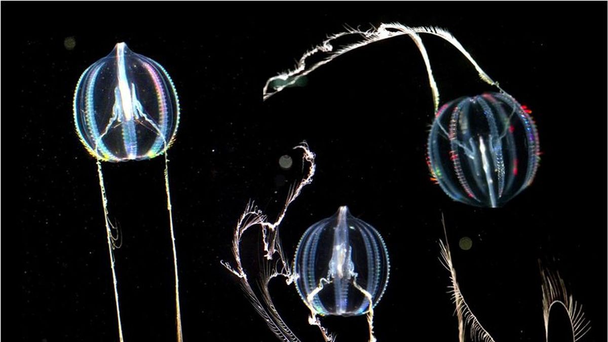 Ctenóforos ofrecen otra percepción sobre evolución