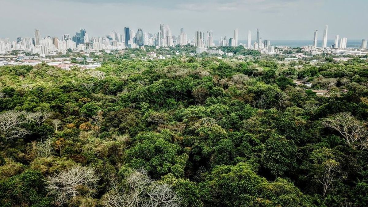 Parque Metropolitano de Panamá, enclave de senderismo y observación de aves