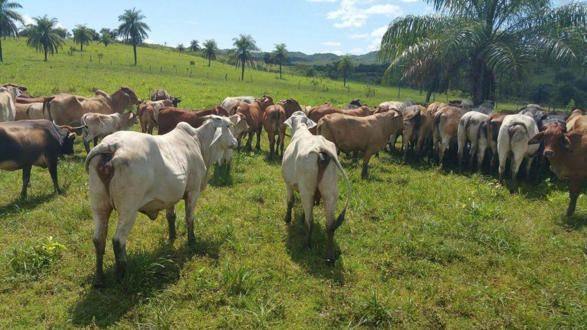 Robo y hurtos: Recuperan caballos y reses en Panamá
