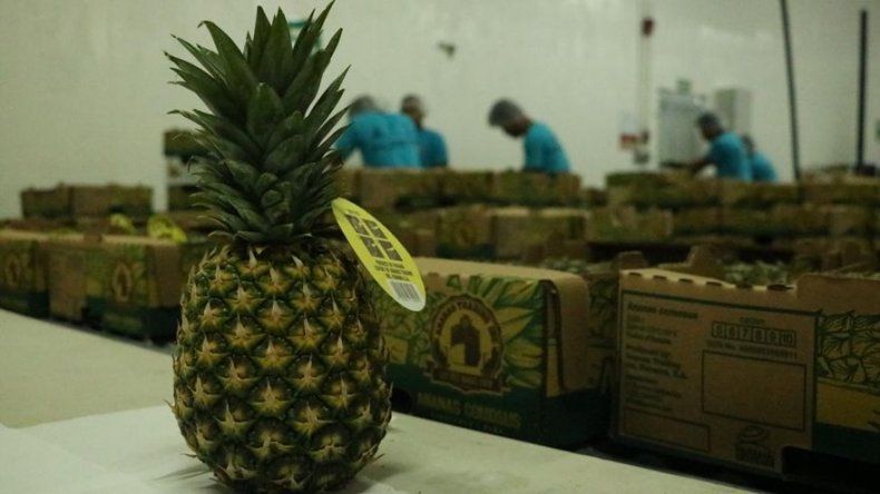 Panamá envía su primer contenedor de piña hacia China