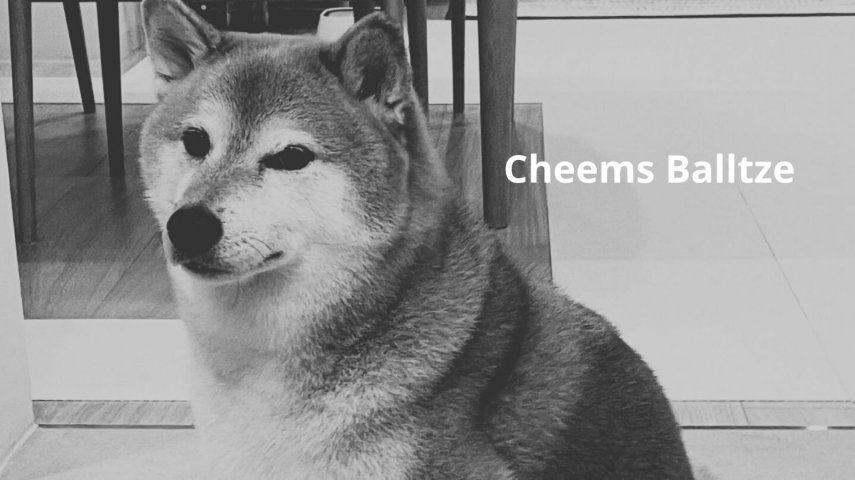 Fallece Cheems, el famoso perro de los memes