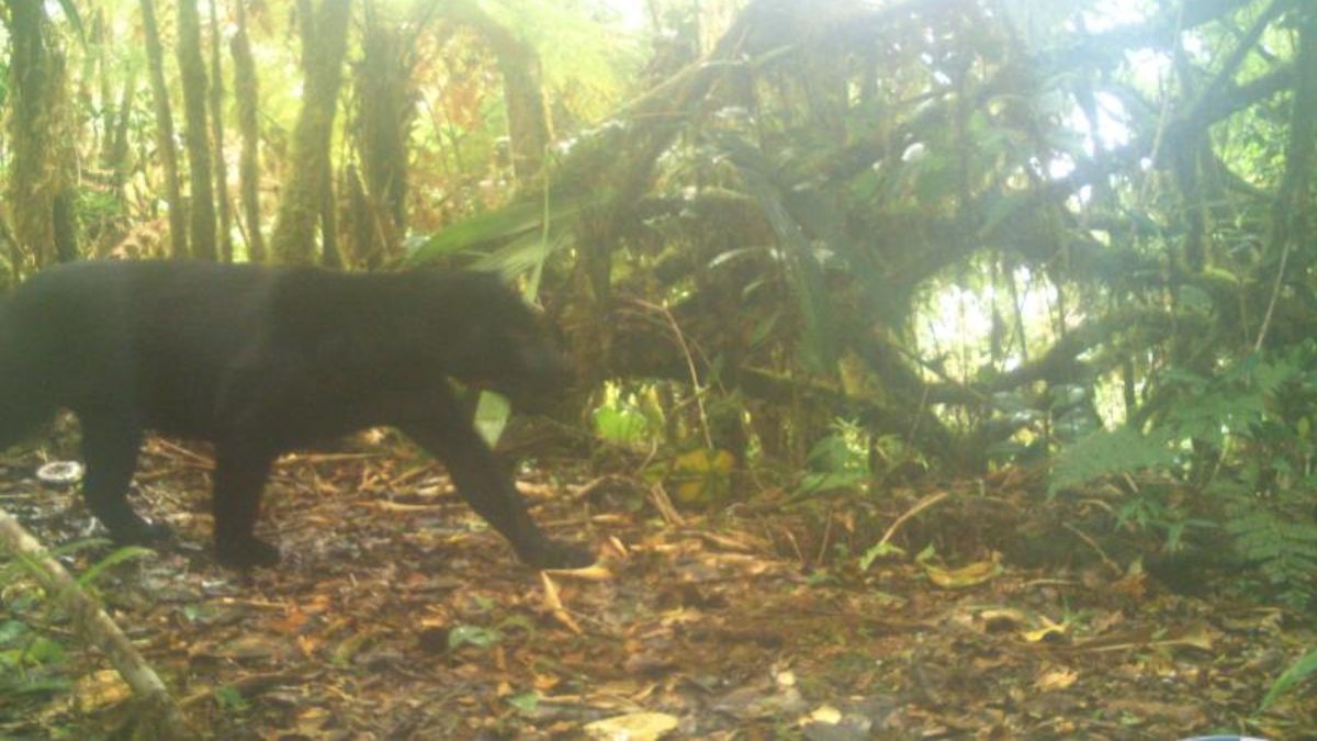 Avistan por primera vez un jaguar melánico en el Parque Internacional ...