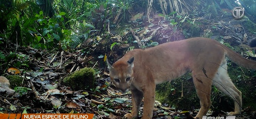 Baruma, puma rescatado en Chiriquí, llega al Parque Municipal Summit