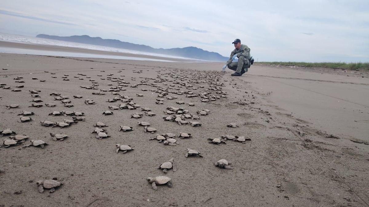 Reubican 24 nidos de tortugas marinas y liberan más de 600 neonatos en ...