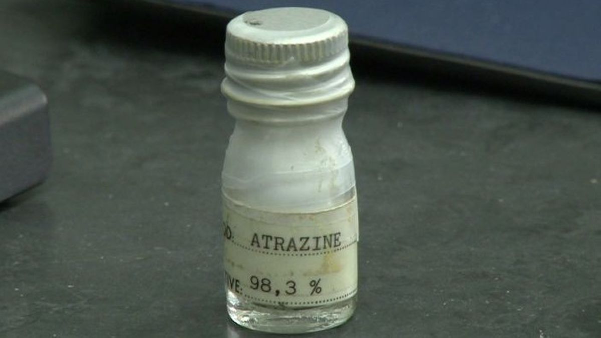 Conozca qué es la atrazina y sus efectos